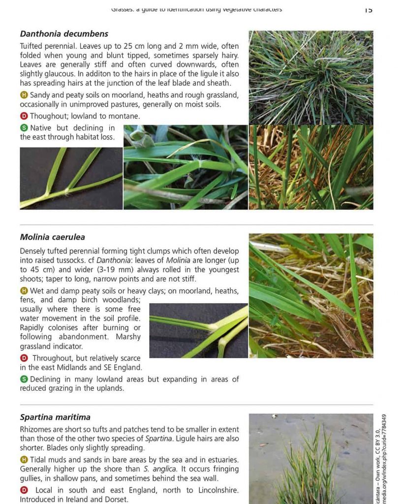 Grasses: A guide to identification using vegetative characters from ...
